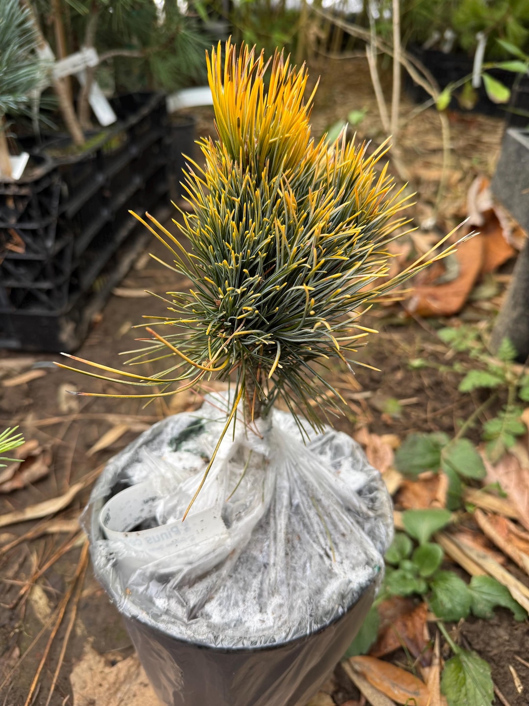 Pinus Cembra 'aurea' - Golden Swiss Stone Pine - 6" Tall - 1 Gallon Pot ...