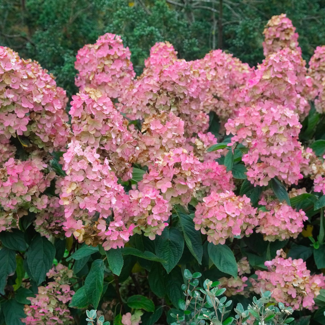 Hydrangea Paniculata 'pink Diamond' - Panicle Hydrangea - 1 Gallon Pot ...