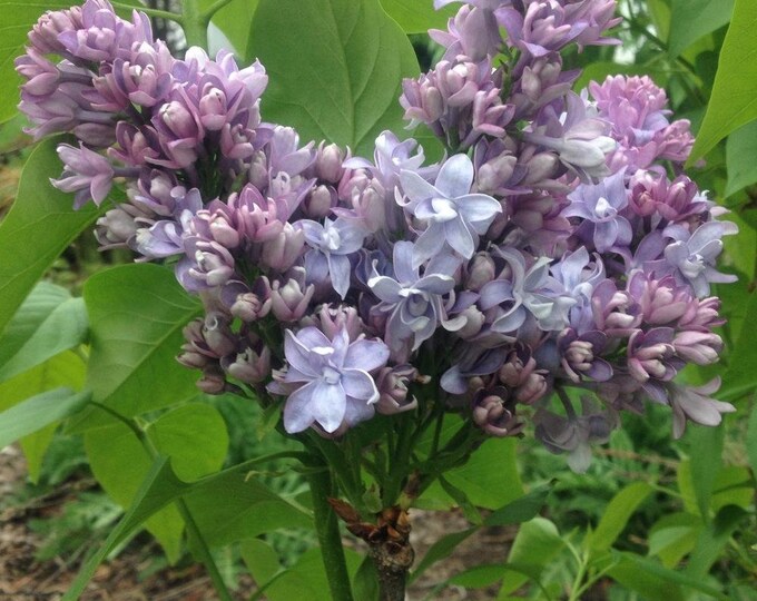 Syringa Vulgaris 'nadezhda' Lilac Live Plant 2 Gallon Pot - Etsy