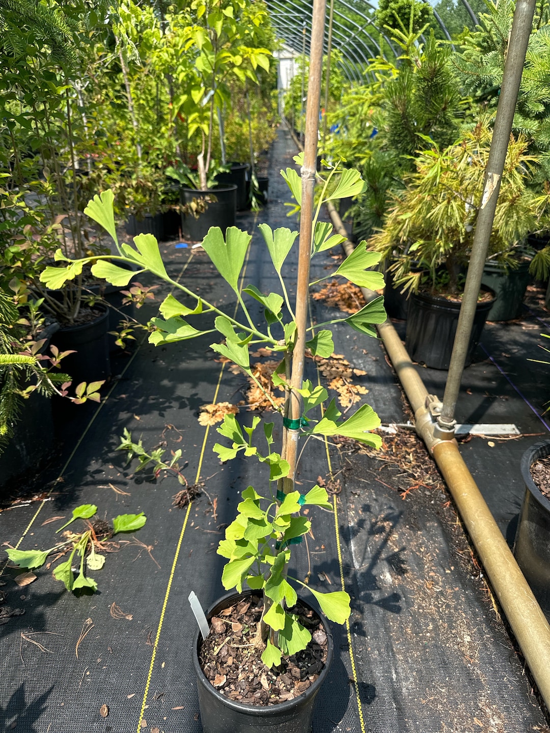 Ginkgo Biloba 'lakeview' - Ginkgo Tree - Live Plant - 1 Gallon Pot ...