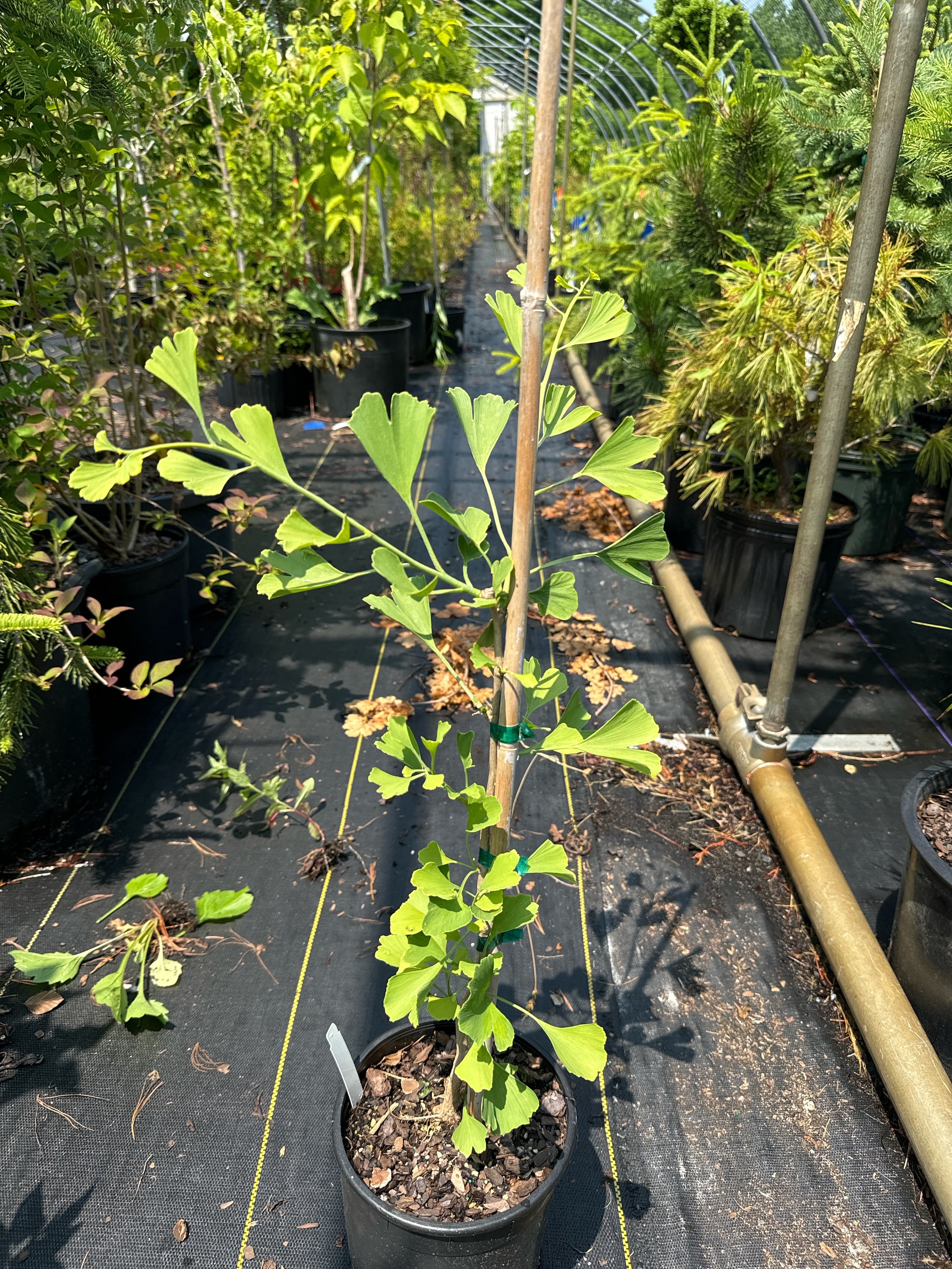 Ginkgo Biloba 'lakeview' - Ginkgo Tree - Live Plant - 1 Gallon Pot ...