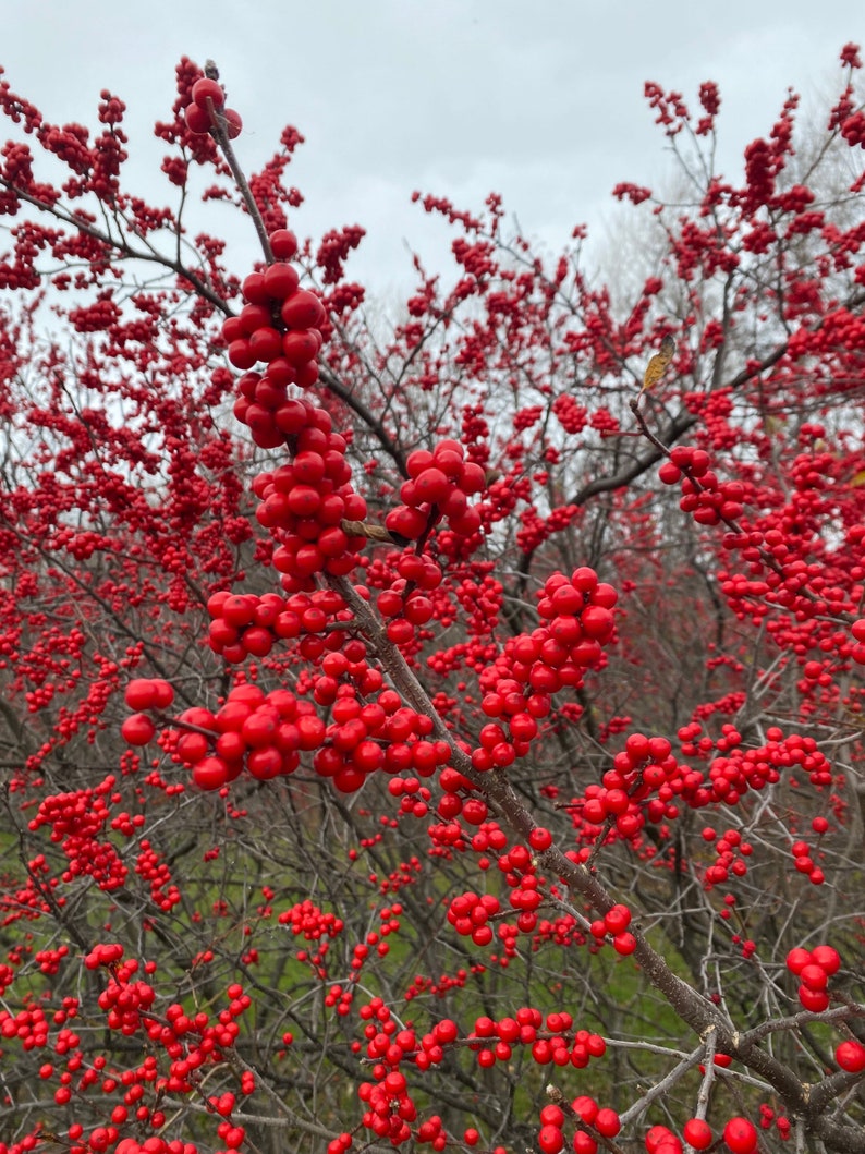 Ilex Verticillata ‘winter Red’- Winterberry - 4" Pot Size Live Plant - Etsy