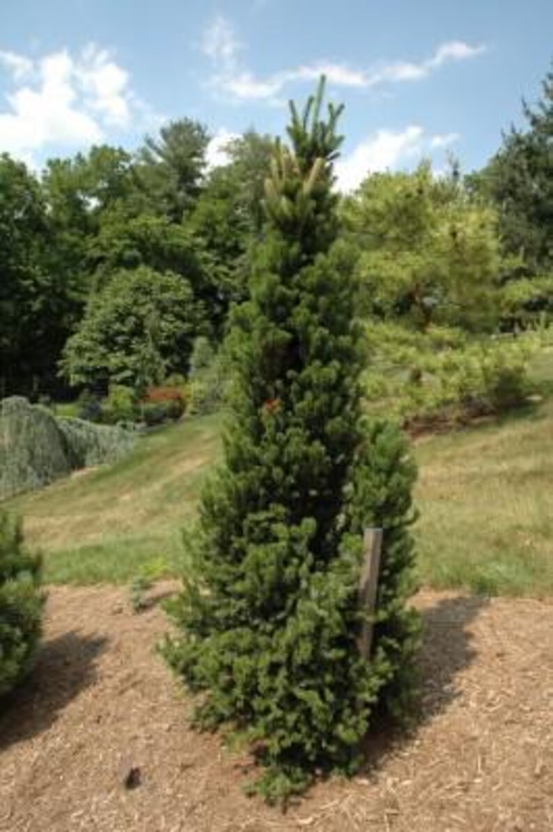 Abies Alba 'pyramidalis' - Pyramidal Silver Fir - Live Plant - 1 Gallon ...