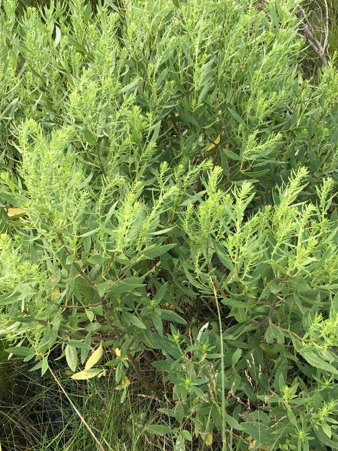 Iva Frutescens Ssp. Oraria Jesuit's Bark Live Plant 1 Gallon Pot Size ...