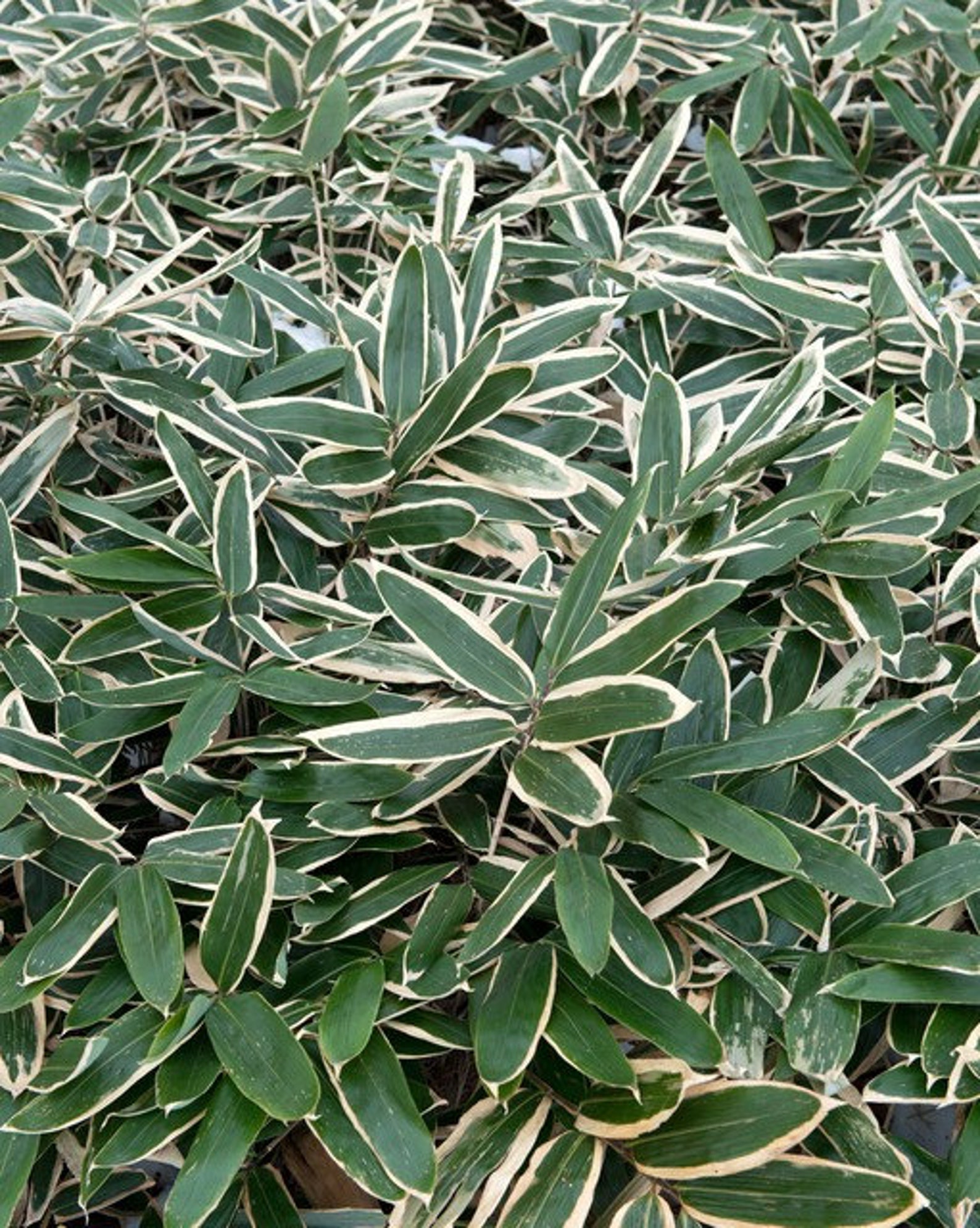 Sasa Veitchii Kuma Bamboo Live Plant 2 Gallon Pot - Etsy