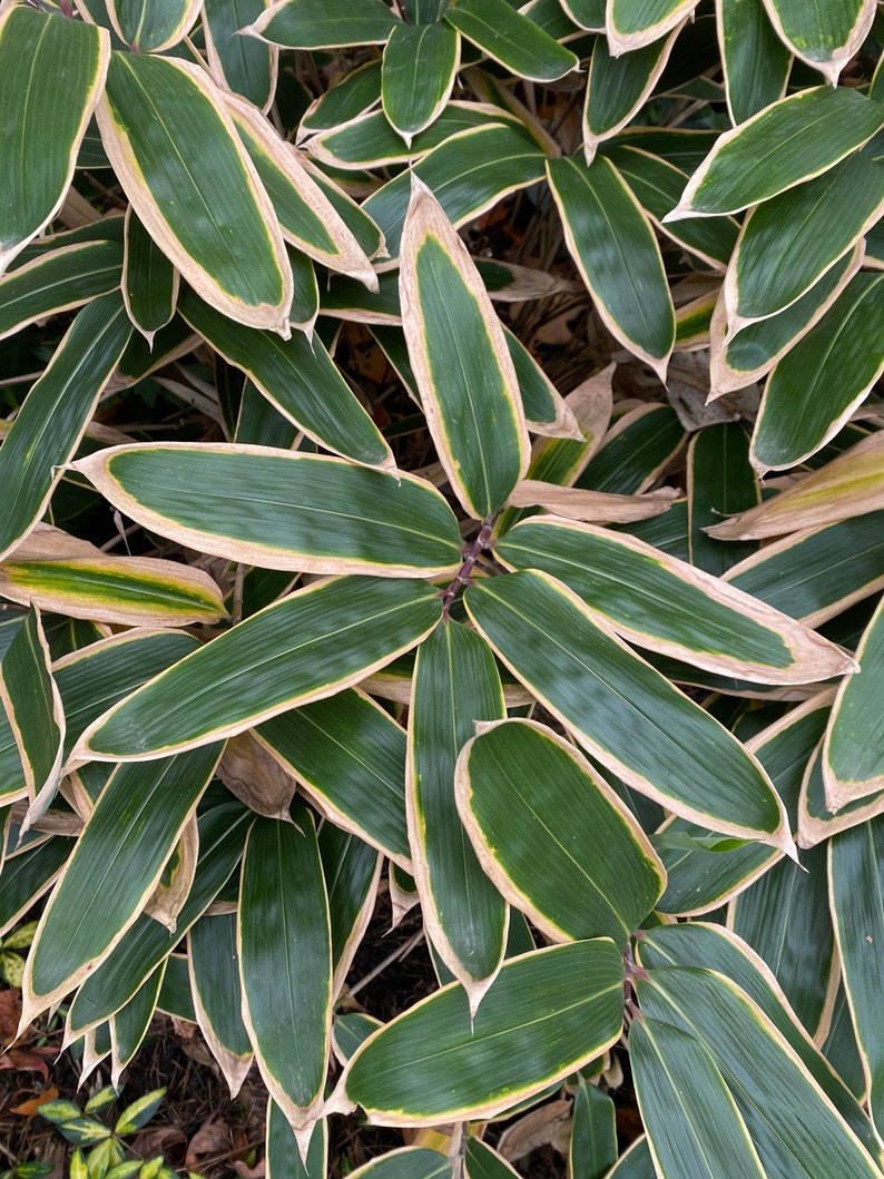 Sasa Veitchii Kuma Bamboo Live Plant 2 Gallon Pot - Etsy