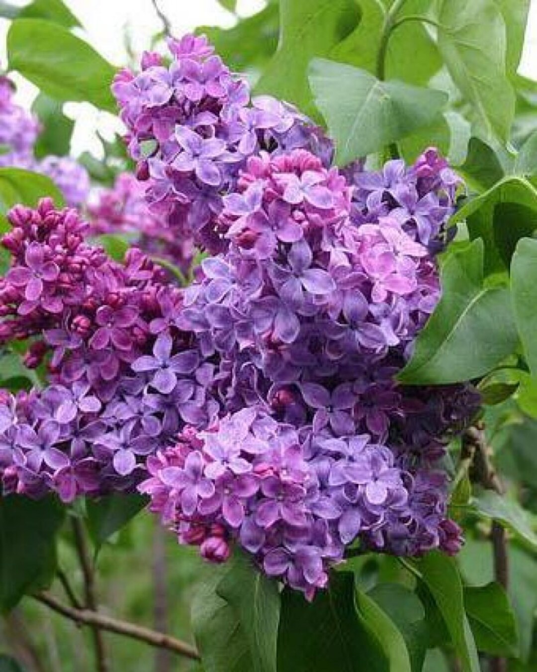 Syringa Vulgaris 'congo' Lilac - Live Plant - 1 Gallon Pot - Etsy