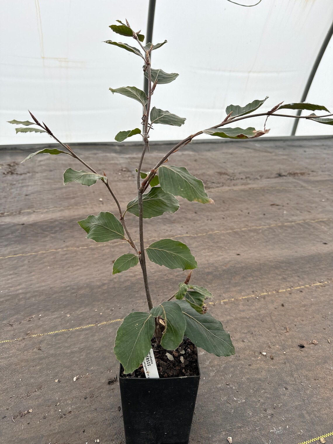 Fagus Sylvatica 'riversii' - European Beech - Live Plant - 10” Tall - 1 ...