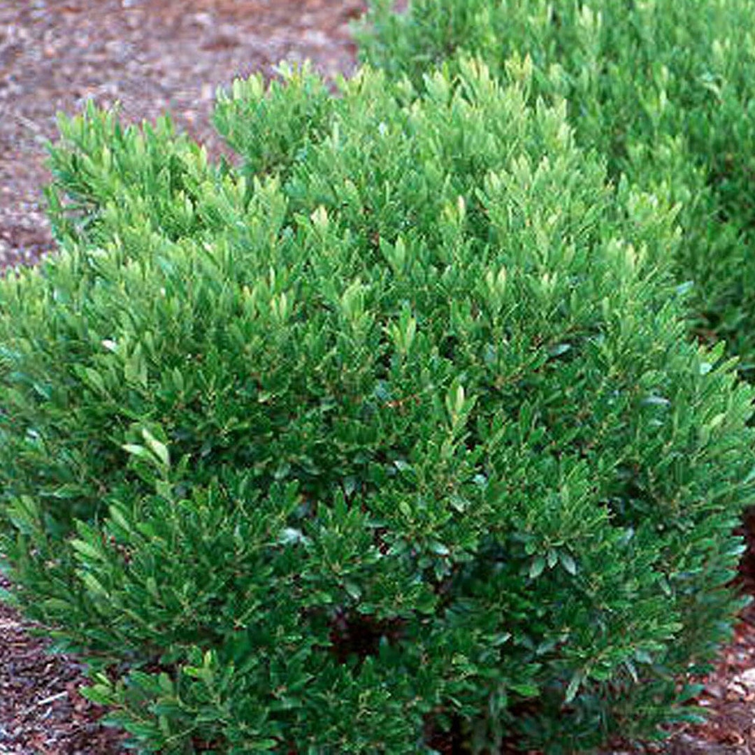 Ilex Glabra 'shamrock' - Inkberry - 1 Gallon Pot Size Plant - Etsy