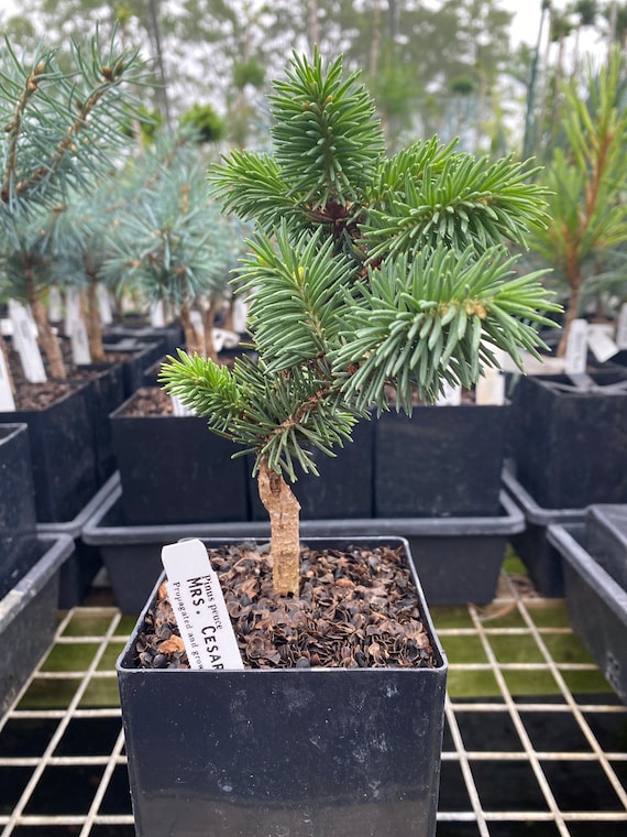 Picea Pungens 'mrs. Cesarini' Live Plant 6 Tall | Etsy