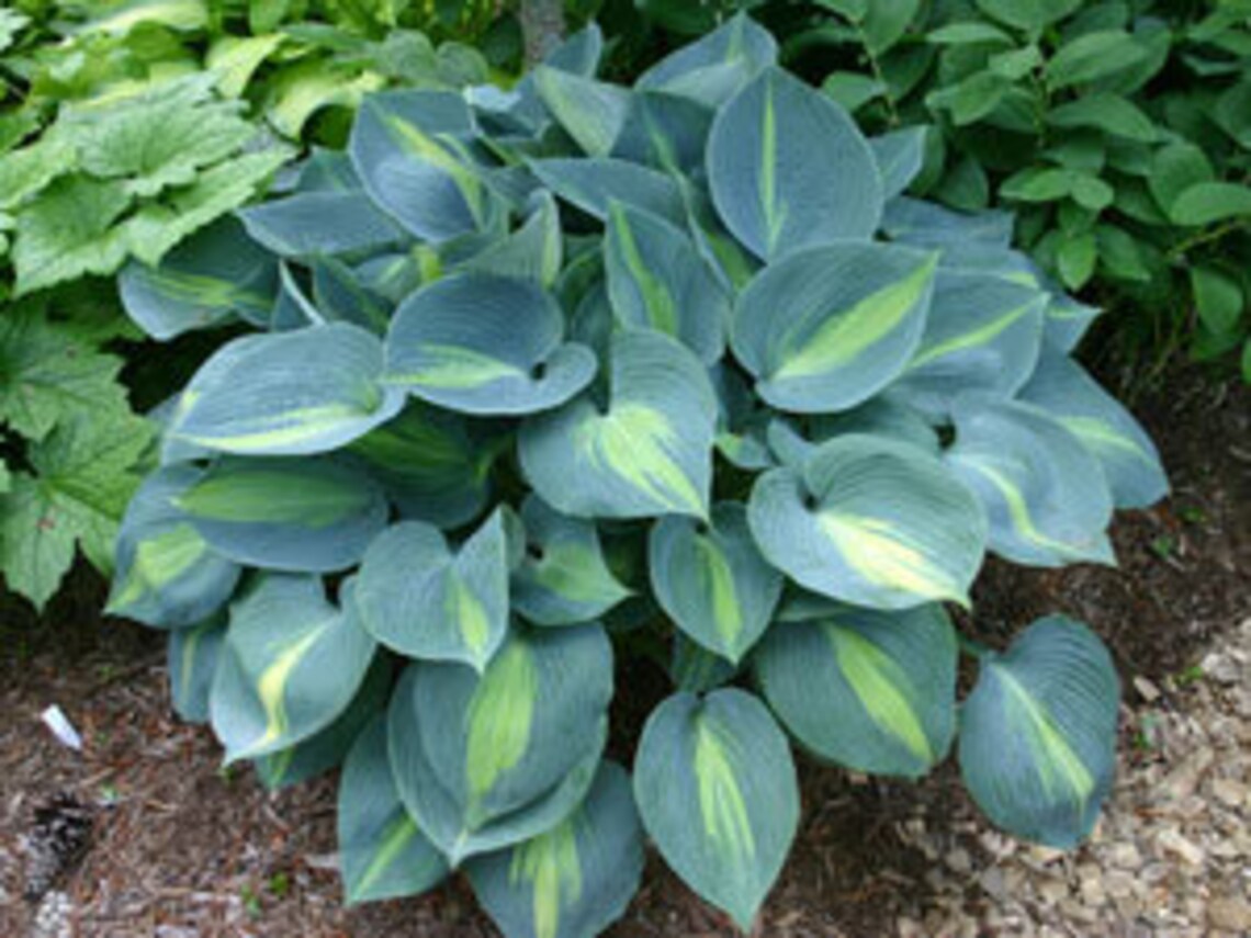 Hosta 'touch of Class' 4" Pot Size Starter Plant - Etsy
