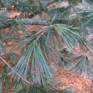 Pinus Flexilis 'cesarini Blue' - Limber Pine - 12" Tall - 1 Gallon Pot ...