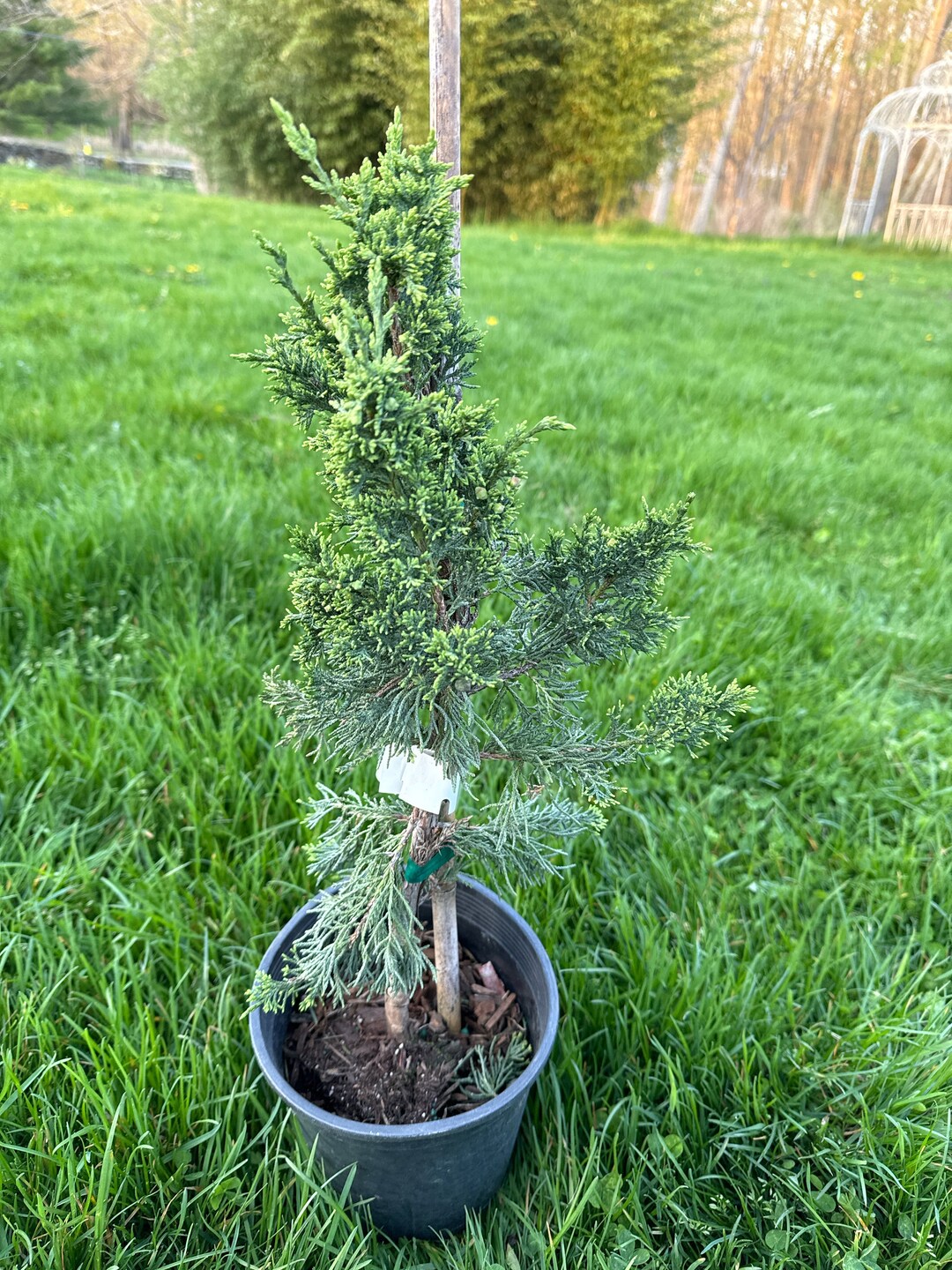 Juniperus Chinensis 'trautman' Chinese Juniper 12 Tall 1 Gallon Pot - Etsy