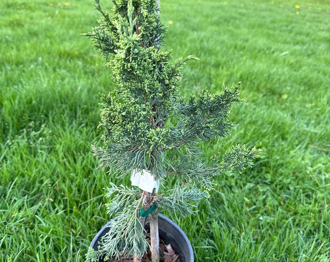 Juniperus Chinensis 'trautman' Chinese Juniper 12 Tall 1 Gallon Pot - Etsy