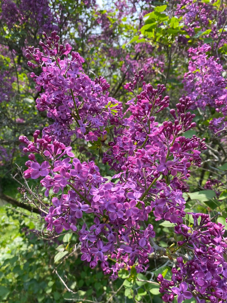 Syringa X Hyacinthiflora 'pocahontas' - Purple Lilac - Live Plant - 4 ...