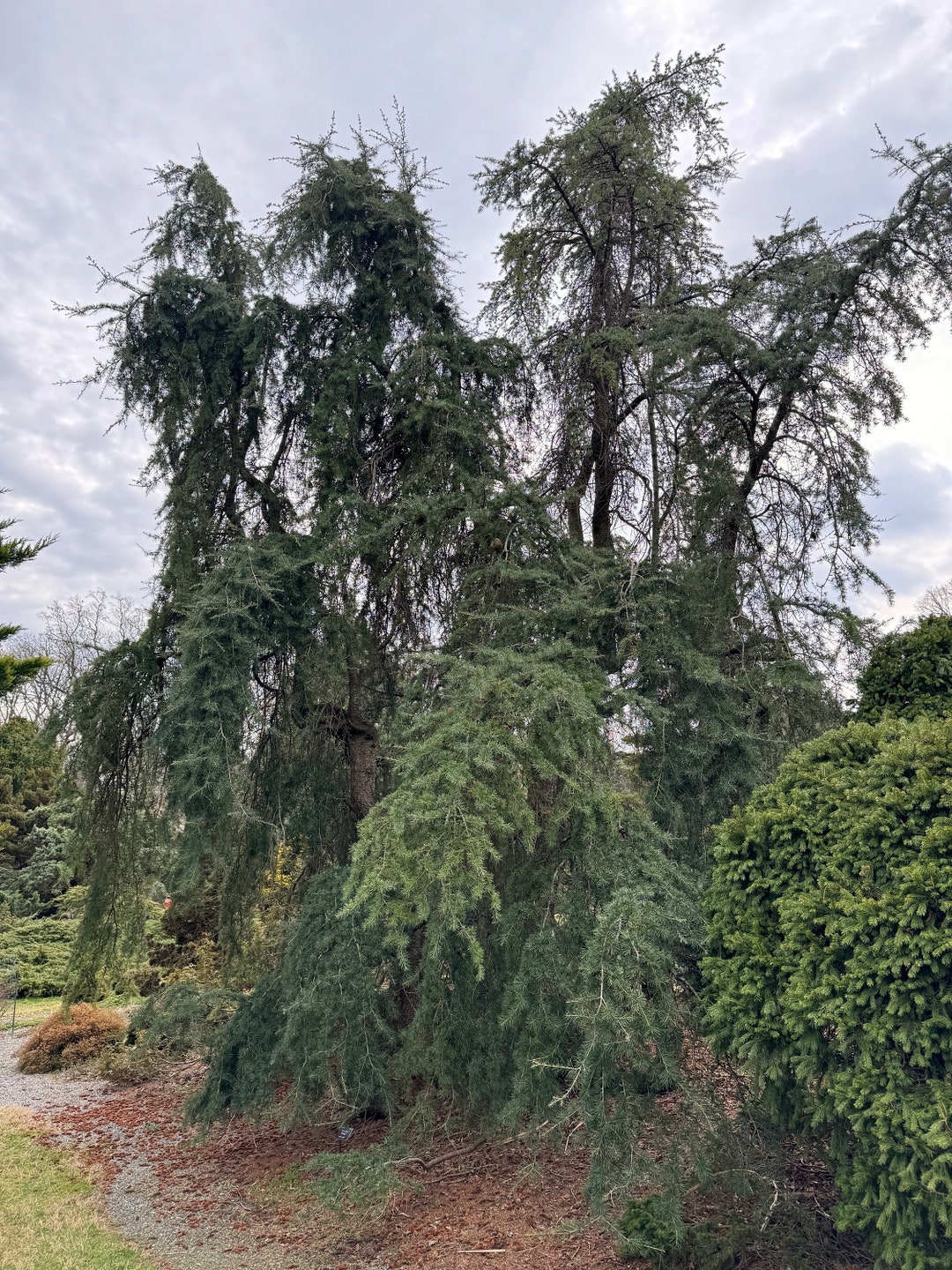 Cedrus Deodara 'pendula' - Deodar Cedar - 18" Tall - 1 Gallon Pot - Etsy