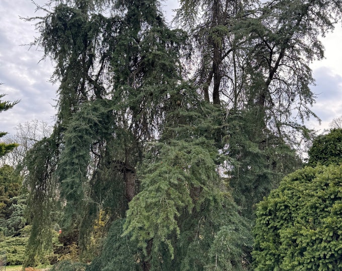 Cedrus Deodara 'pendula' - Deodar Cedar - 18" Tall - 1 Gallon Pot - Etsy