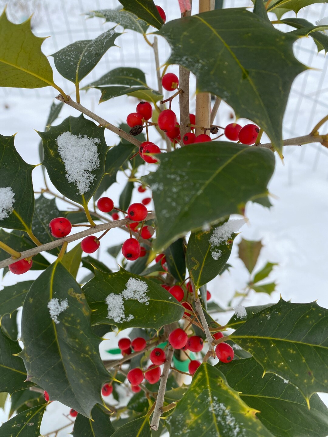 Ilex Opaca ‘arlene Leach’ - American Holly - Live Plant - 12” Tall - 1 ...