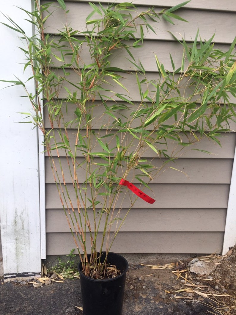 Fargesia 'rufa' Bamboo - Live Plant - 1 Gallon Pot Size - Non Invasive ...