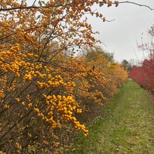 Ilex Verticillata 'chrysocarpa'- Yellow Fruit Winterberry - 3 Gallon ...
