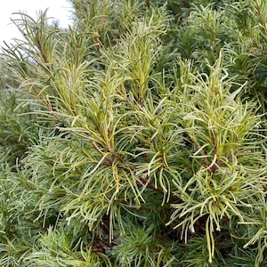 Pinus Strobus 'mini Twists' White Pine Live Plant 1 Gallon Pot - Etsy