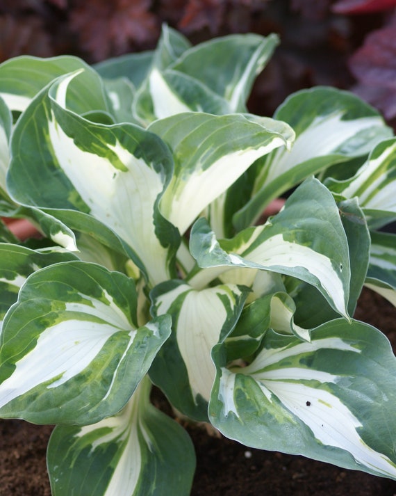 Hosta 'vulcan' 3 Pot Size Starter Plant - Etsy