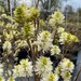 Cornus Sericea 'cardinal' Red Twig Dogwood 4 Pot Size Plant - Etsy