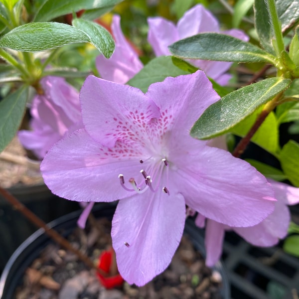 Rhododendron Plant - Etsy