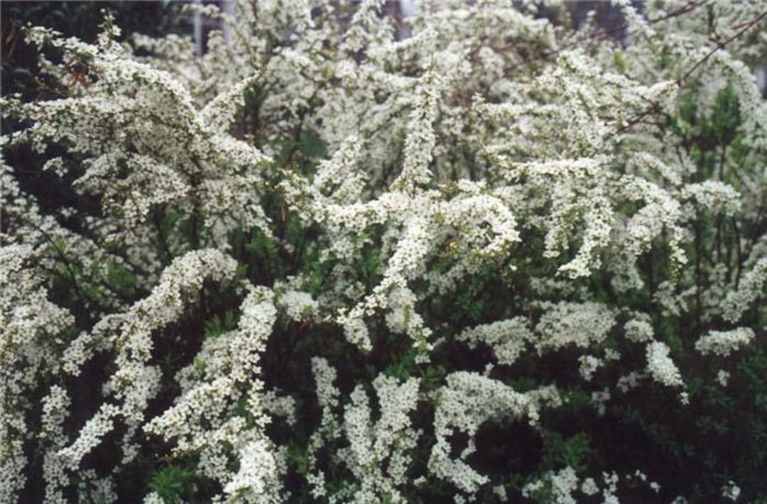Spiraea Nipponica ‘snowmound’ - Spirea - Live Plant - 4" Pot Size Plant ...