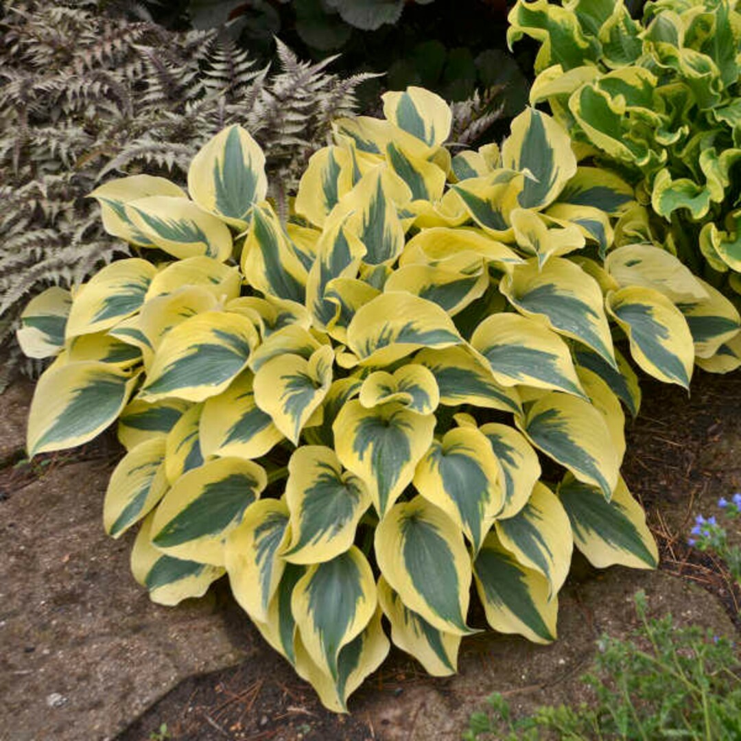 Hosta 'autumn Frost' 3” Pot Size Starter Plant - Etsy