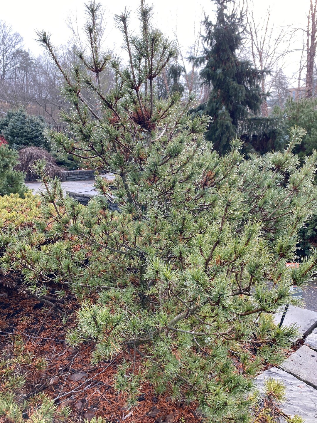 Pinus Strobus 'diggy' White Pine - Live Plant - 10” Tall - 1 Gallon Pot ...