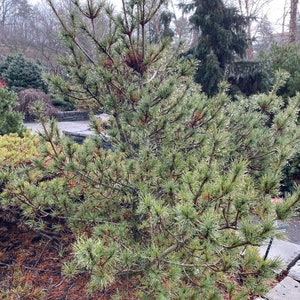 Pinus Strobus 'diggy' White Pine - Live Plant - 10” Tall - 1 Gallon Pot ...