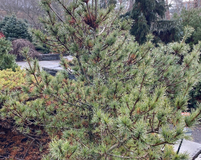 Pinus Strobus 'diggy' White Pine - Live Plant - 10” Tall - 1 Gallon Pot ...
