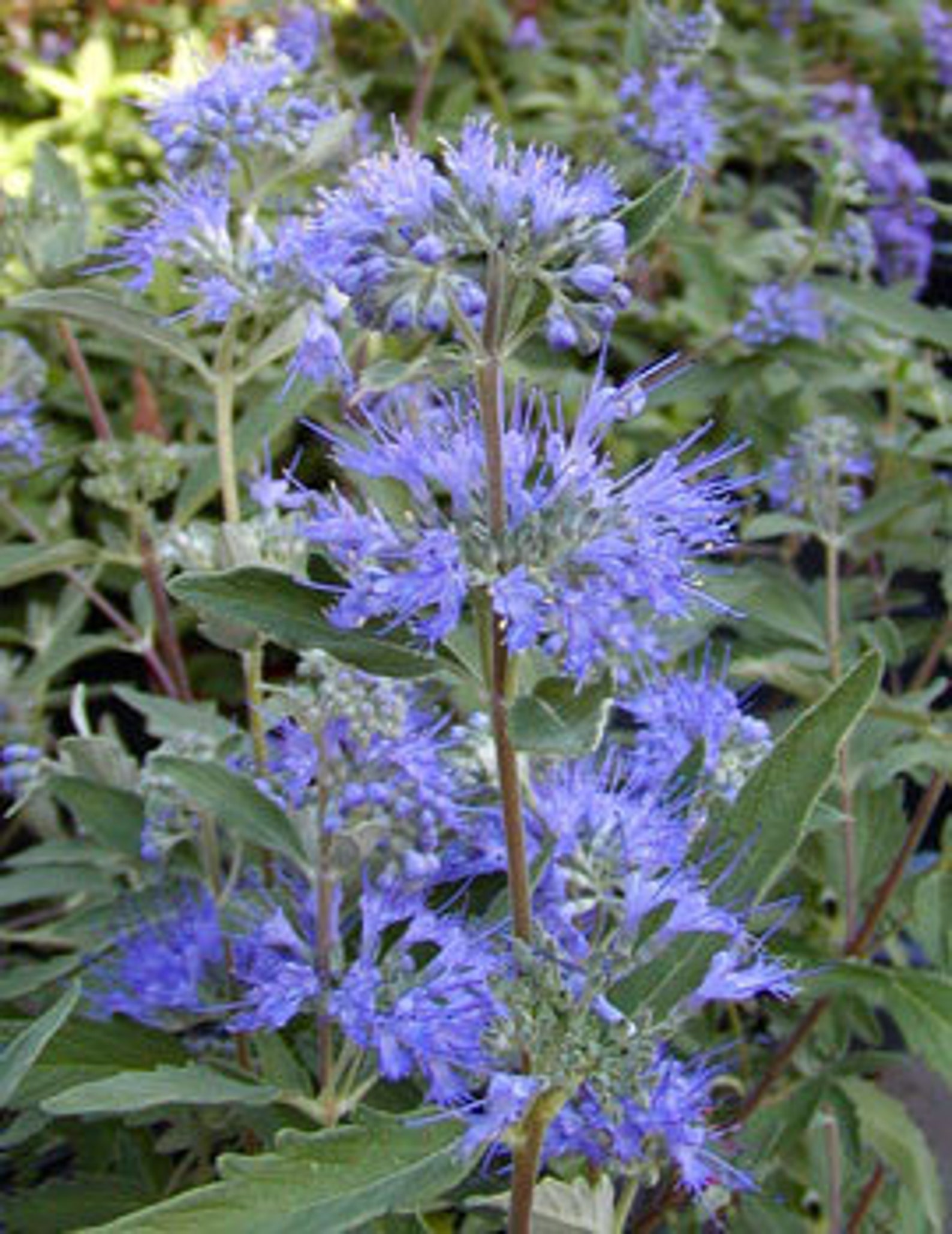 Caryopteris X Clandonensis 'longwood Blue'- Bluebeard - 4" Pot Size ...