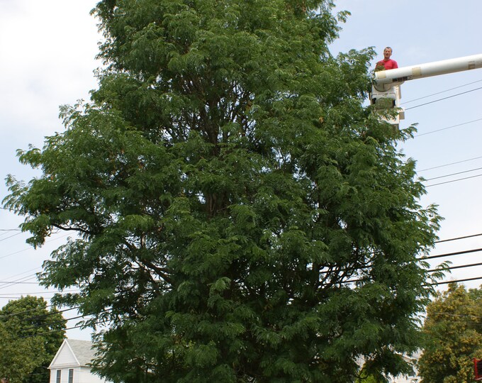 Street Keeper® Honeylocust - Gleditsia Triacanthos 'draves' - 18" Tall ...