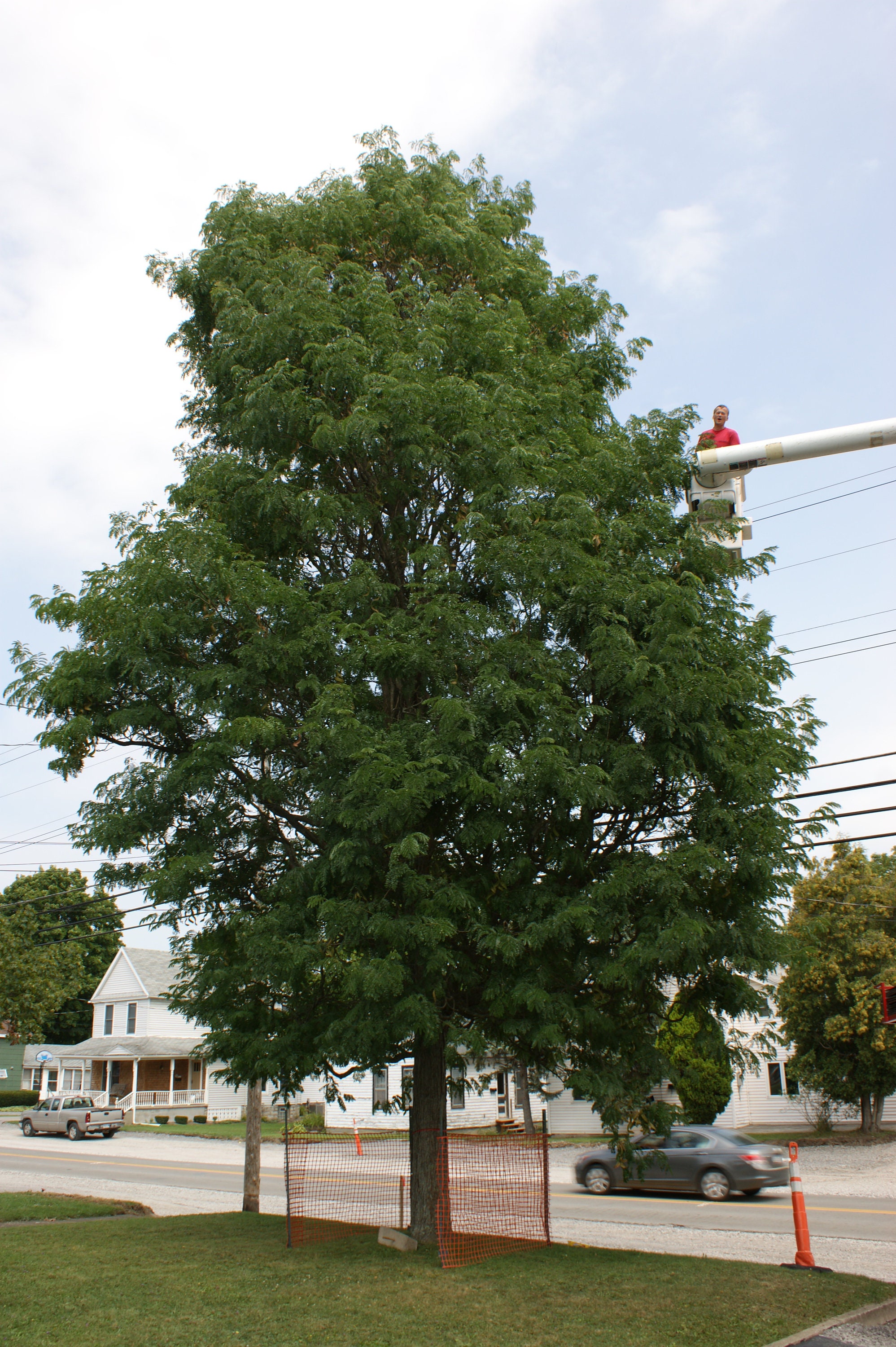 Street Keeper® Honeylocust Gleditsia Triacanthos 'draves' 30 Tall Ships ...