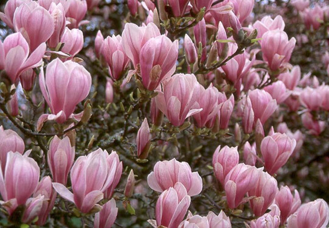 Magnolia Soulangeana Saucer Magnolia 2 Gallon Pot - Etsy