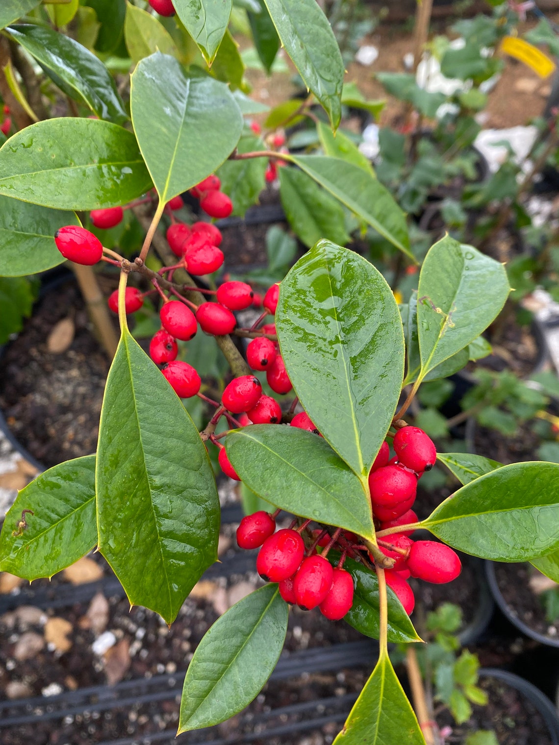 Ilex Opaca 'chief Paduke' - American Holly - Live Plant - Quart Pot - Etsy