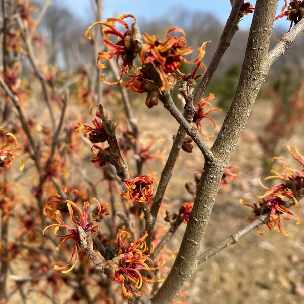 Witch Hazel Live Plant - Etsy