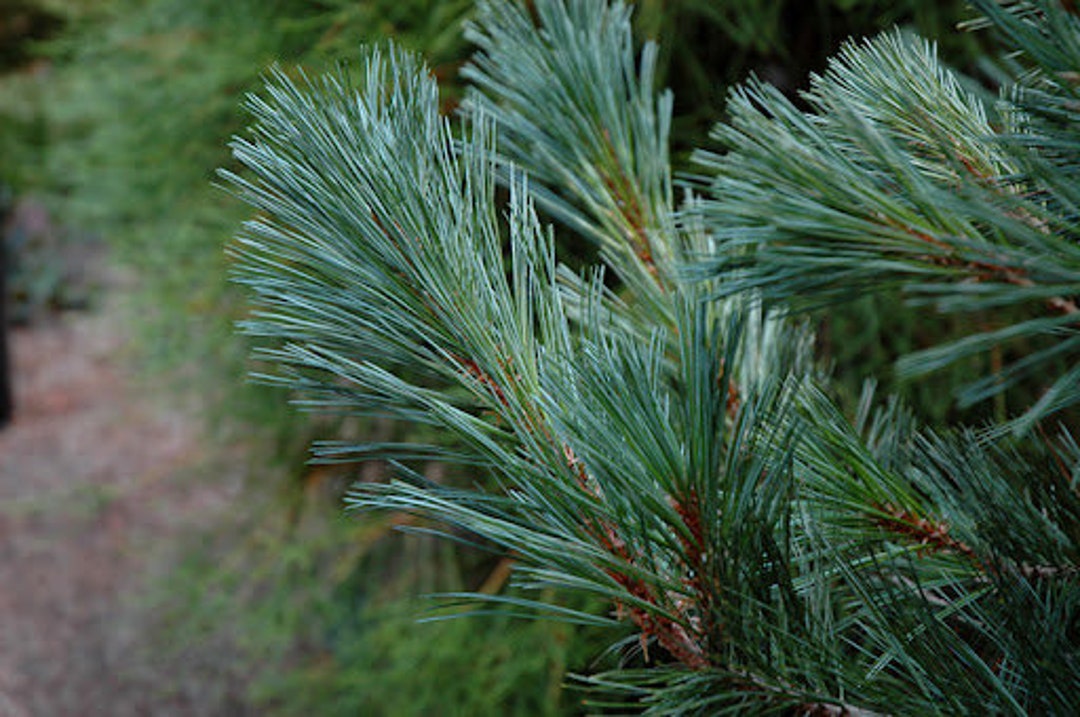 Pinus Flexilis 'cesarini Blue' Limber Pine 12 Tall 1 Gallon Pot - Etsy