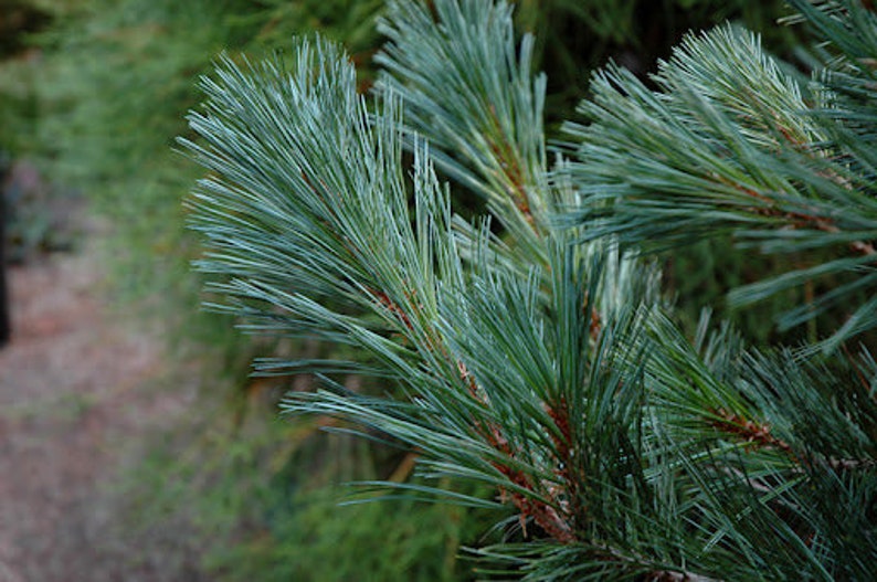Pinus Flexilis 'cesarini Blue' Limber Pine 12 Tall 1 Gallon Pot - Etsy