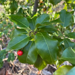 Ilex Pedunculosa 'female' - Longstalk Holly - 12" Tall - 4” Pot - Etsy