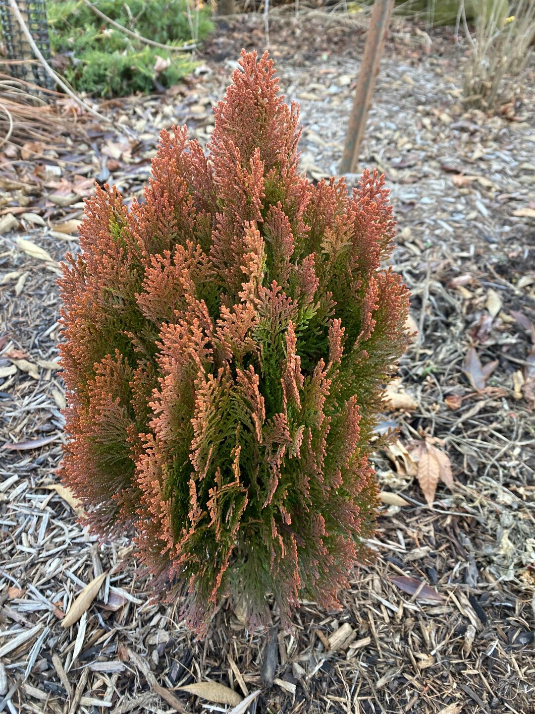 Thuja Orientalis 'morgan' - Arborvitae - 4" Pot - Live Plant - Etsy