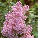 Syringa X Josee Reblooming Lilac - Live Plant - 12” Tall - 1 Gallon Pot ...