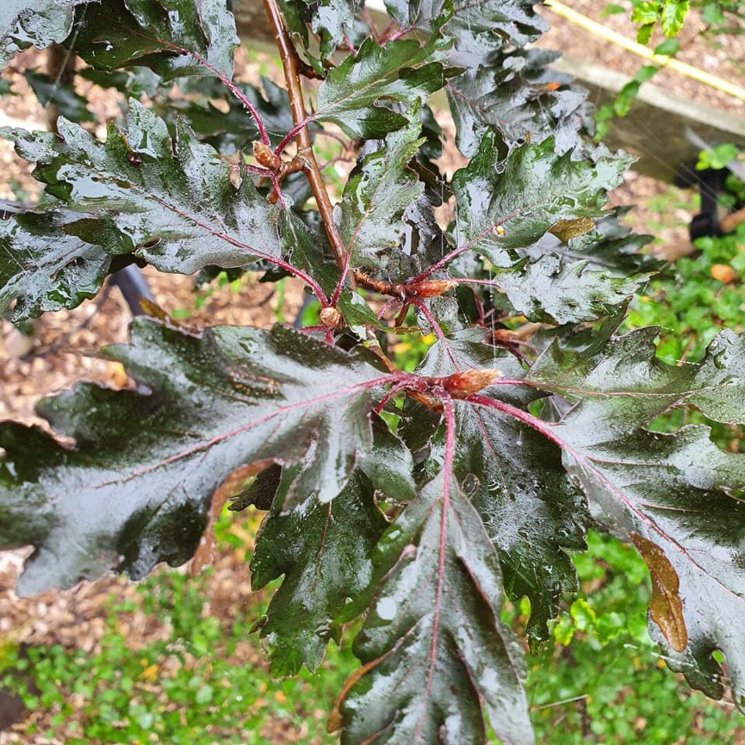 Fagus Sylvatica 'rohanii' - European Beech - Live Plant - 12” Tall ...