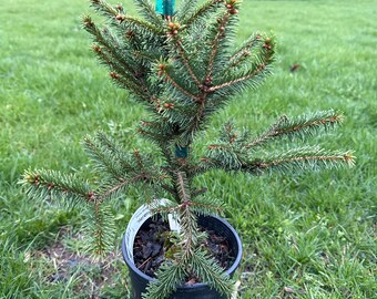 Picea Abies 'pendula' - Weeping Norway Spruce - Live Plant - 18” Tall - 1 Gallon Pot - Etsy
