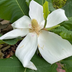 Magnolia Macrophylla Var. Ashei Bigleaf Magnolia 8 Tall 4 Pot - Etsy