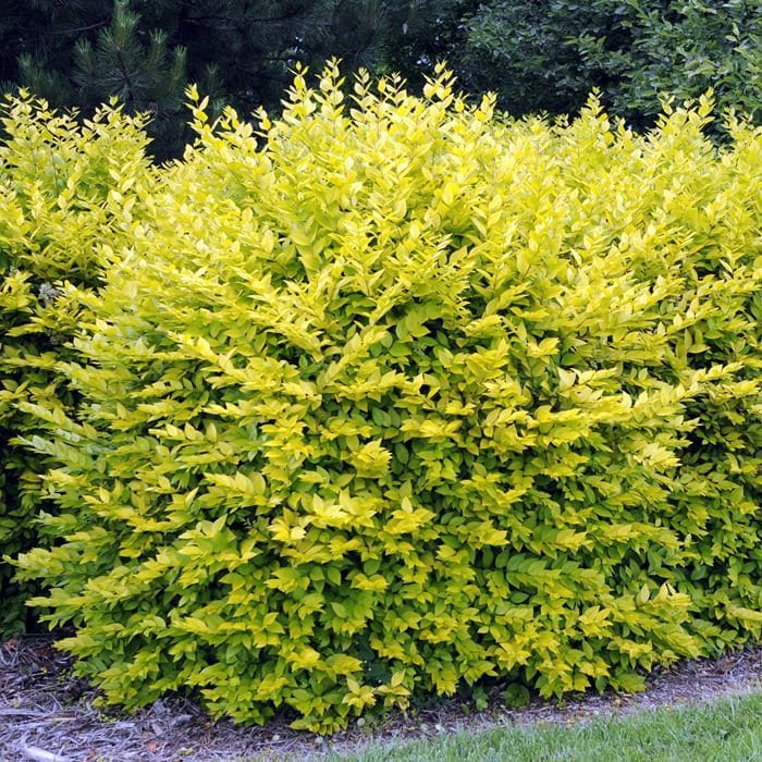 Golden Privet Hedge