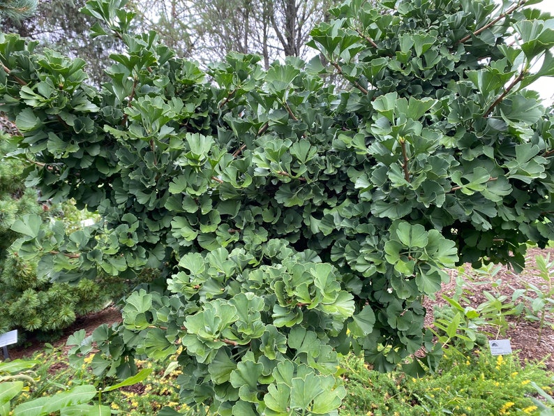 Ginkgo Biloba 'troll ' - Ginkgo Tree - Live Plant - 6” Tall - 1 Year ...