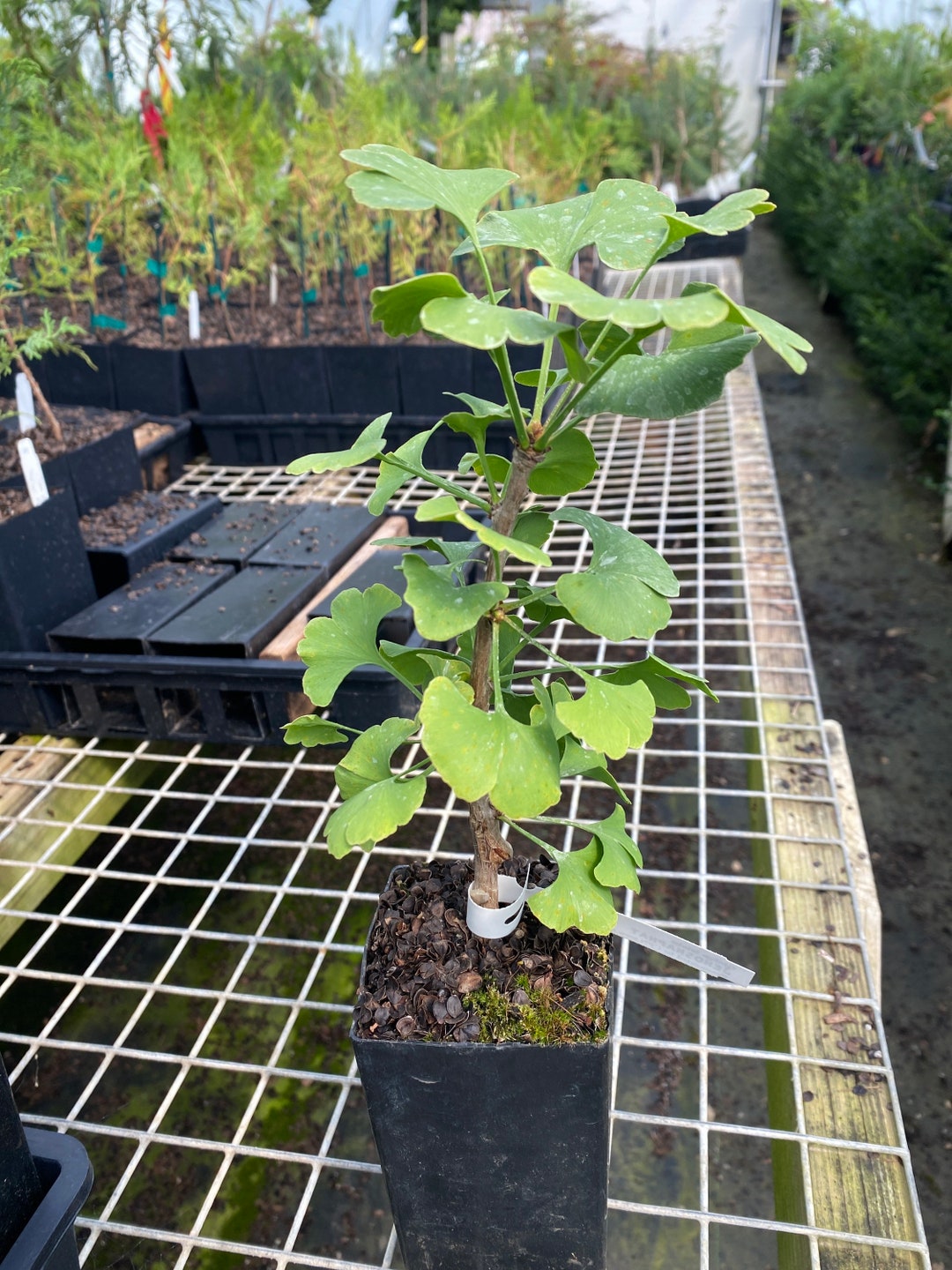 Ginkgo Biloba 'jehoshaphat' - Ginkgo Tree - Live Plant - 6” Tall - 1 ...